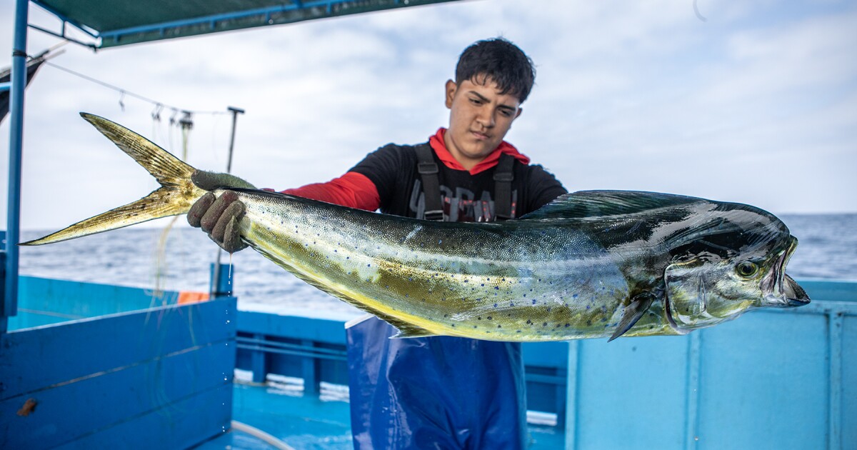 Shaping Sustainability in Peru's Jumbo-Flying Squid and Mahi-Mahi Fisheries