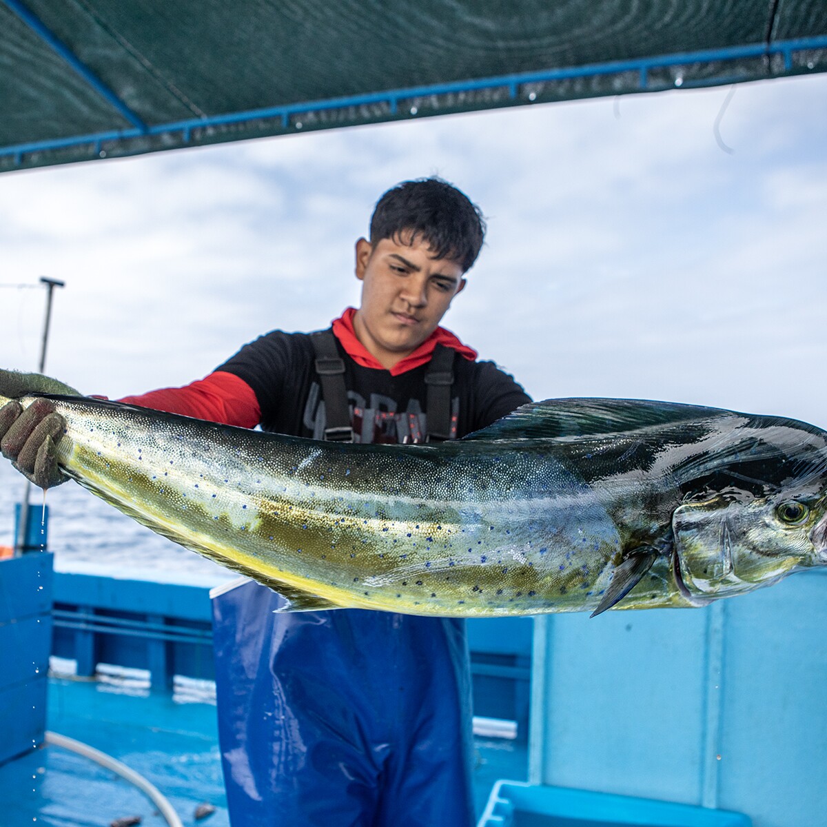 Shaping Sustainability in Peru's Jumbo-Flying Squid and Mahi-Mahi Fisheries